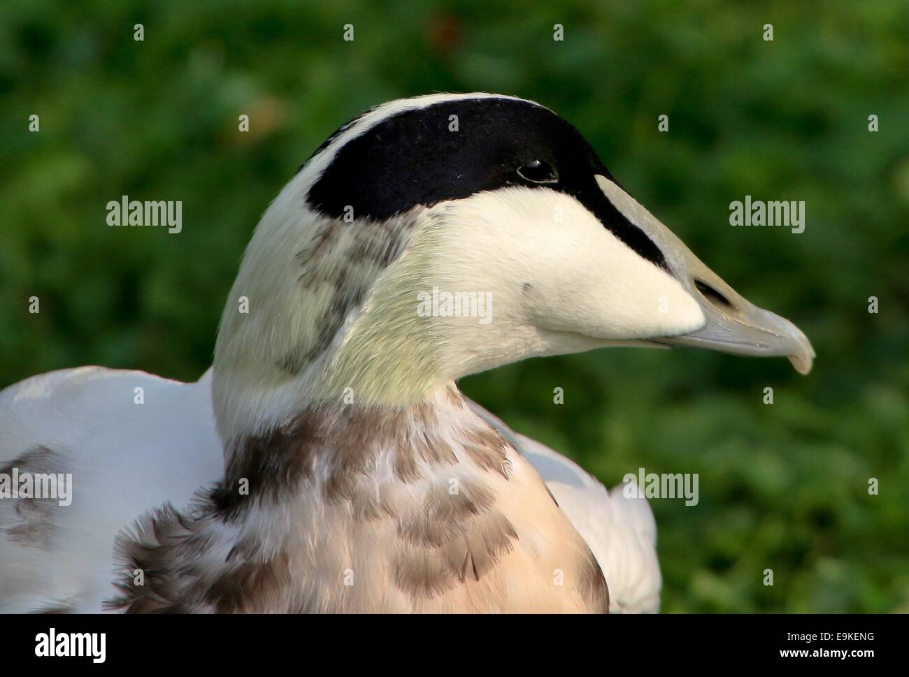 Male Common Eider duck (Somateria mollissima) extreme close-up of the ...