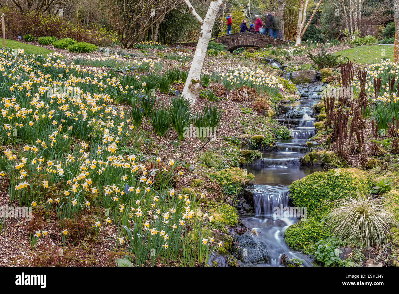 Stream family spring daffodil hi-res stock photography and images - Alamy