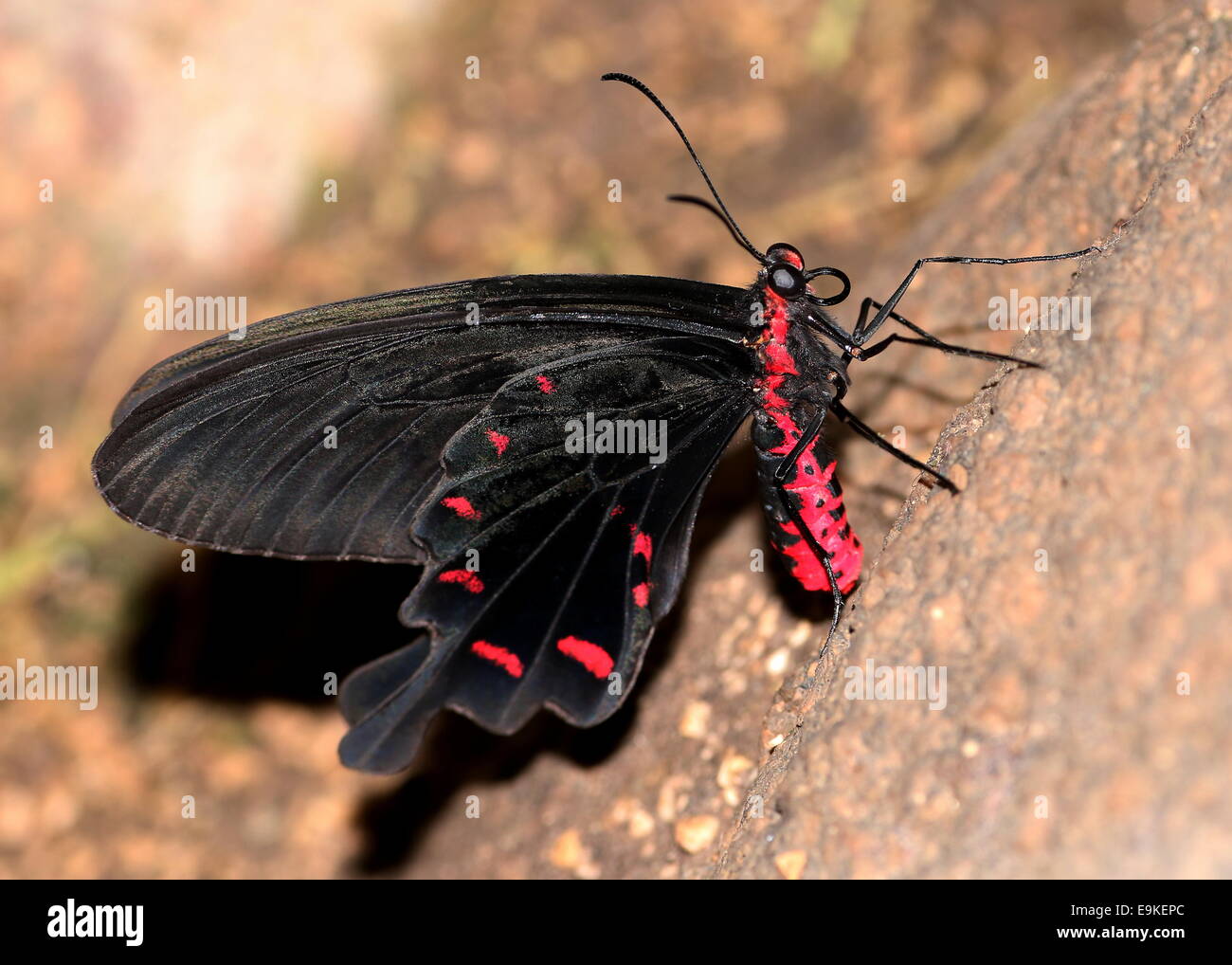 Pink Rose Swallowtail ( Pachliopta kotzebuea), native to the ...