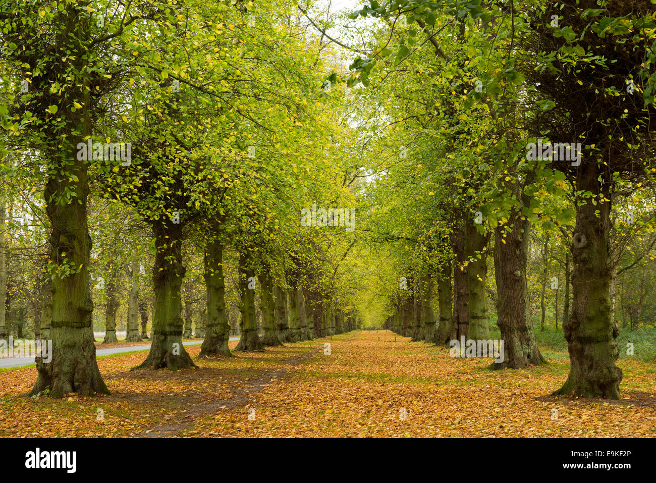 Lime tree avenue hi-res stock photography and images - Alamy