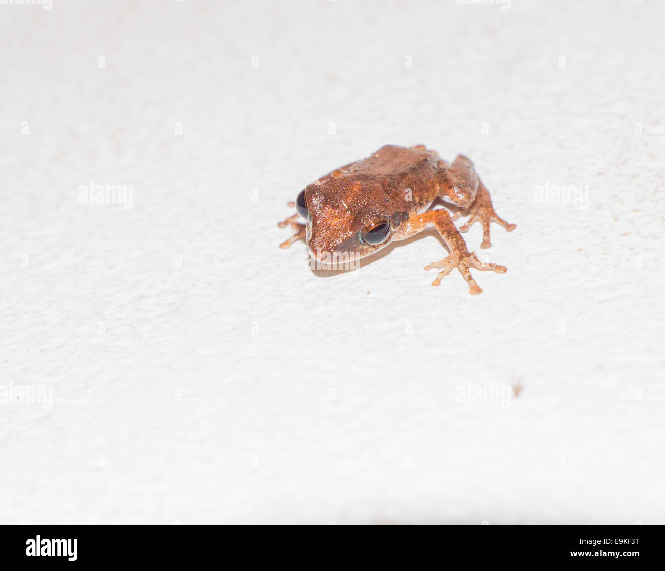 Biodiversity of western ghats hi-res stock photography and images - Alamy