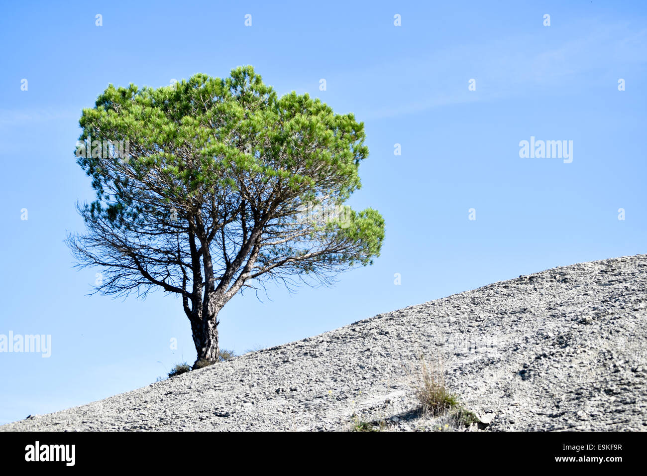 Pine tree over blue sky Stock Photo - Alamy