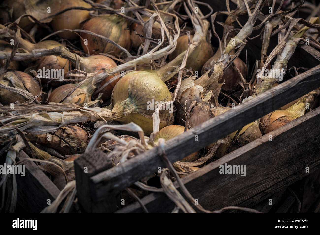 Organically grown onions drying in wooden crates Stock Photo - Alamy