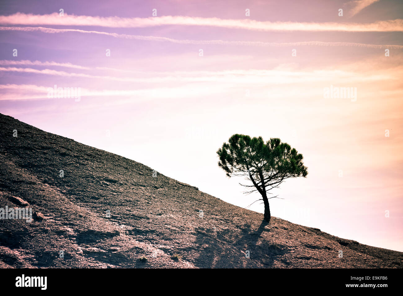 Solitary tree in a mountain at sunset Stock Photo - Alamy