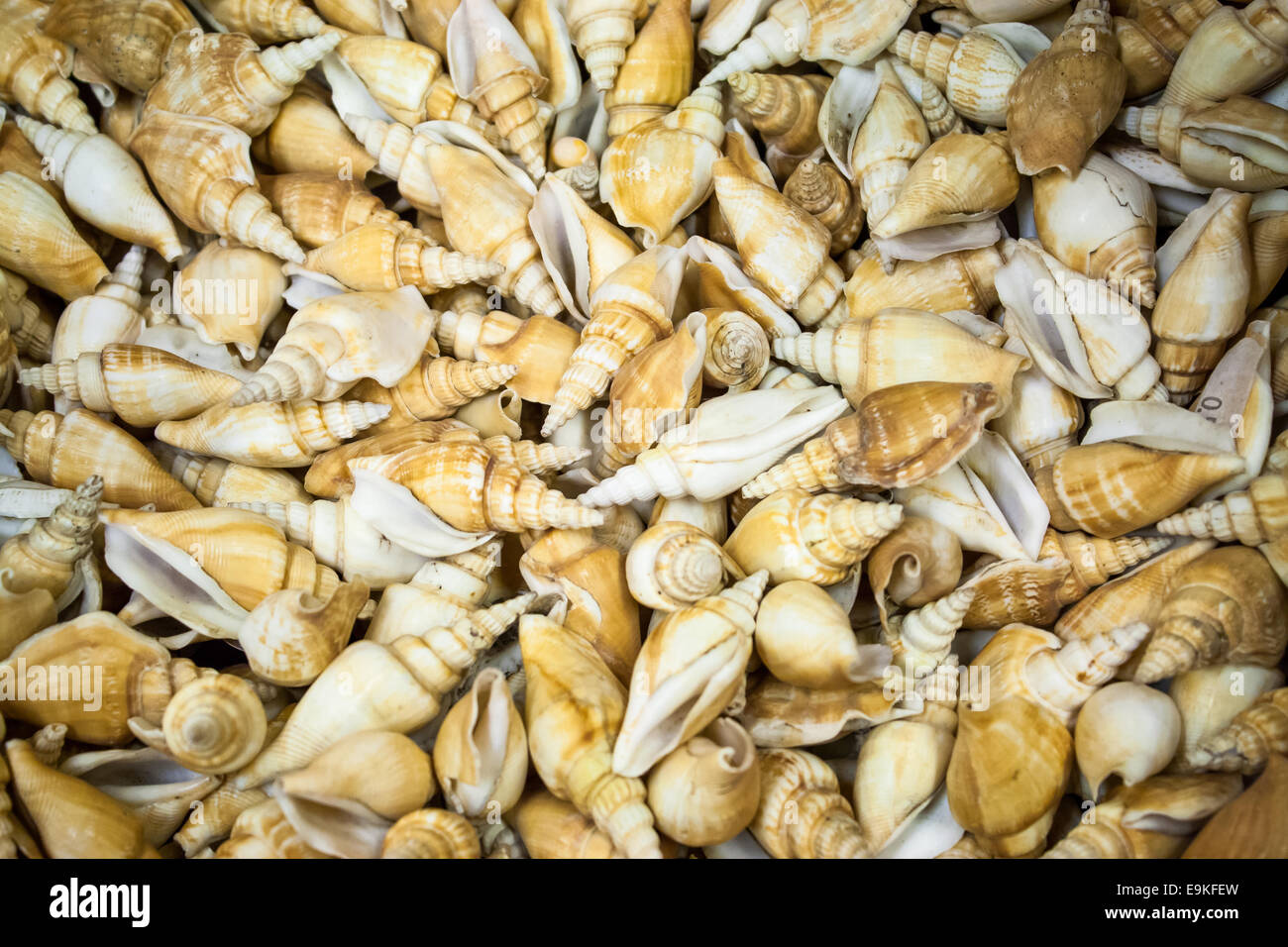 several seashells on the beach Stock Photo - Alamy
