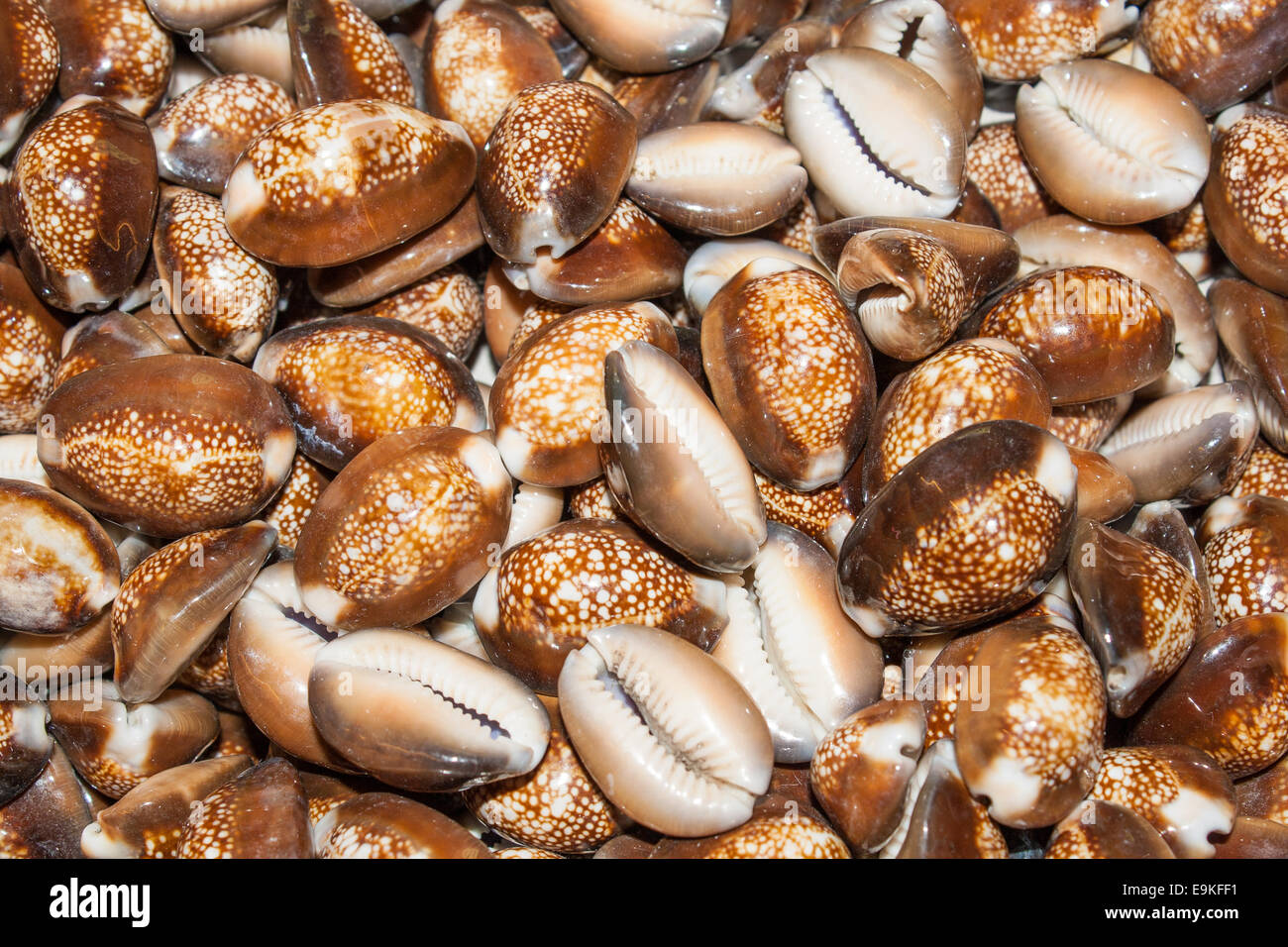 Greece exotic sea animals hi-res stock photography and images - Alamy