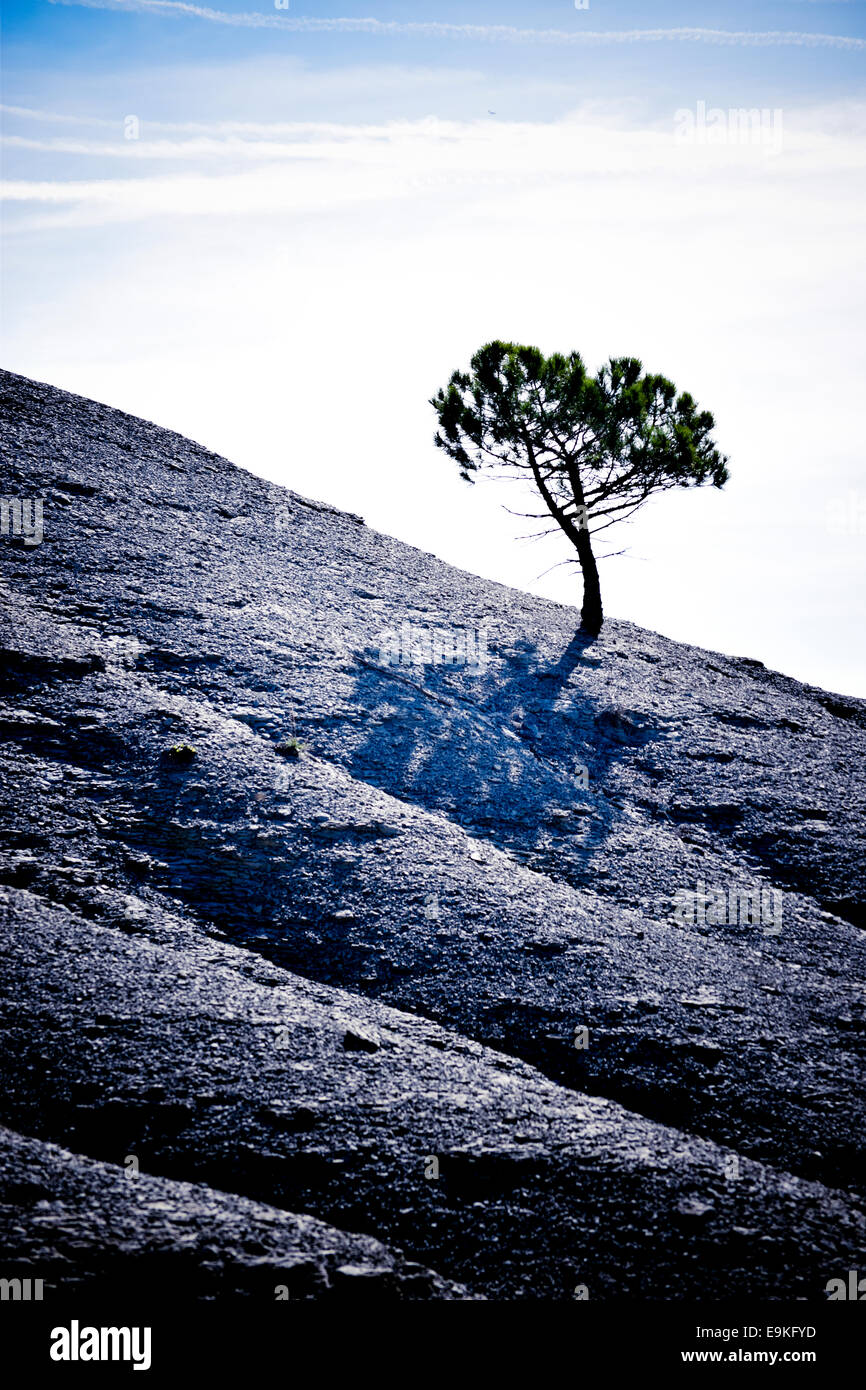 Solitary tree in a mountain at sunset Stock Photo - Alamy