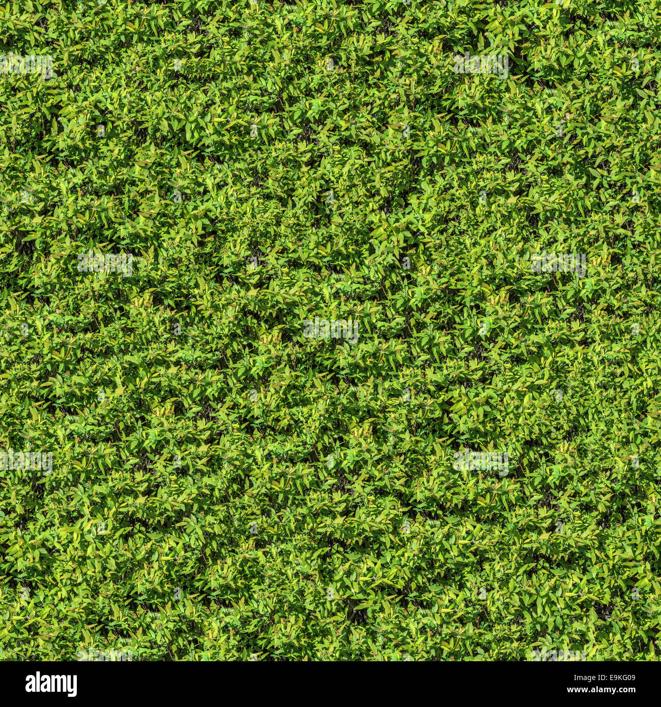 Green Spring Leafy Bush. Seamless Tileable Texture Stock Photo - Alamy