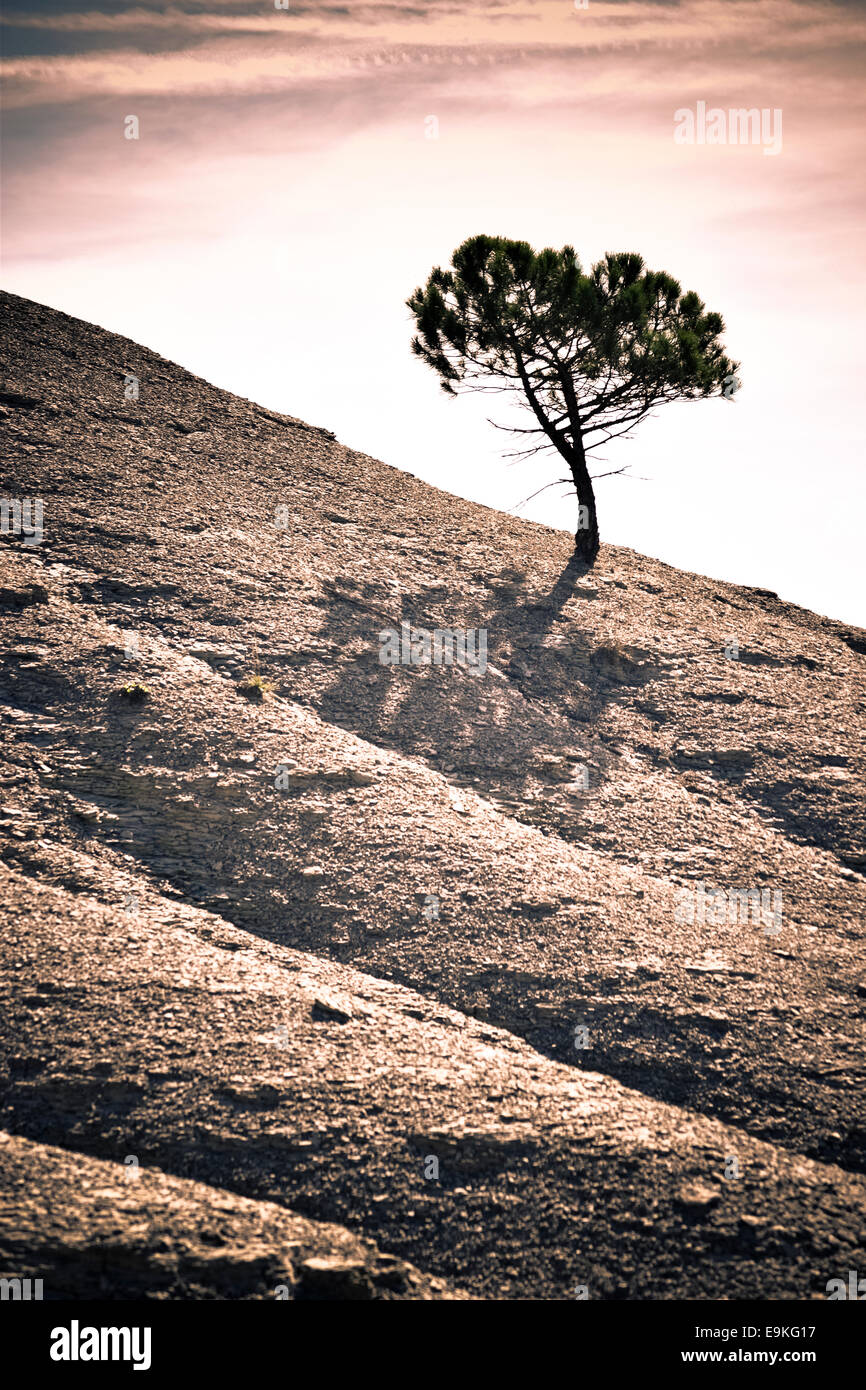 Solitary tree in a mountain at sunset Stock Photo - Alamy