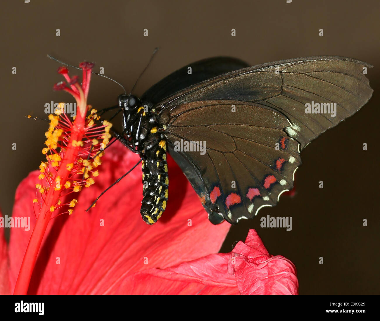 Belus Swallowtail butterfly (Battus belus) feeding on a red hibiscus ...