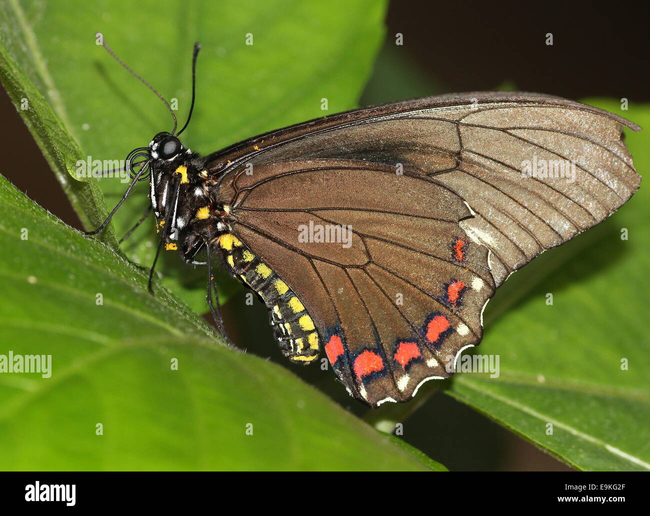Brown Swallowtails Butterfly High Resolution Stock Photography and ...