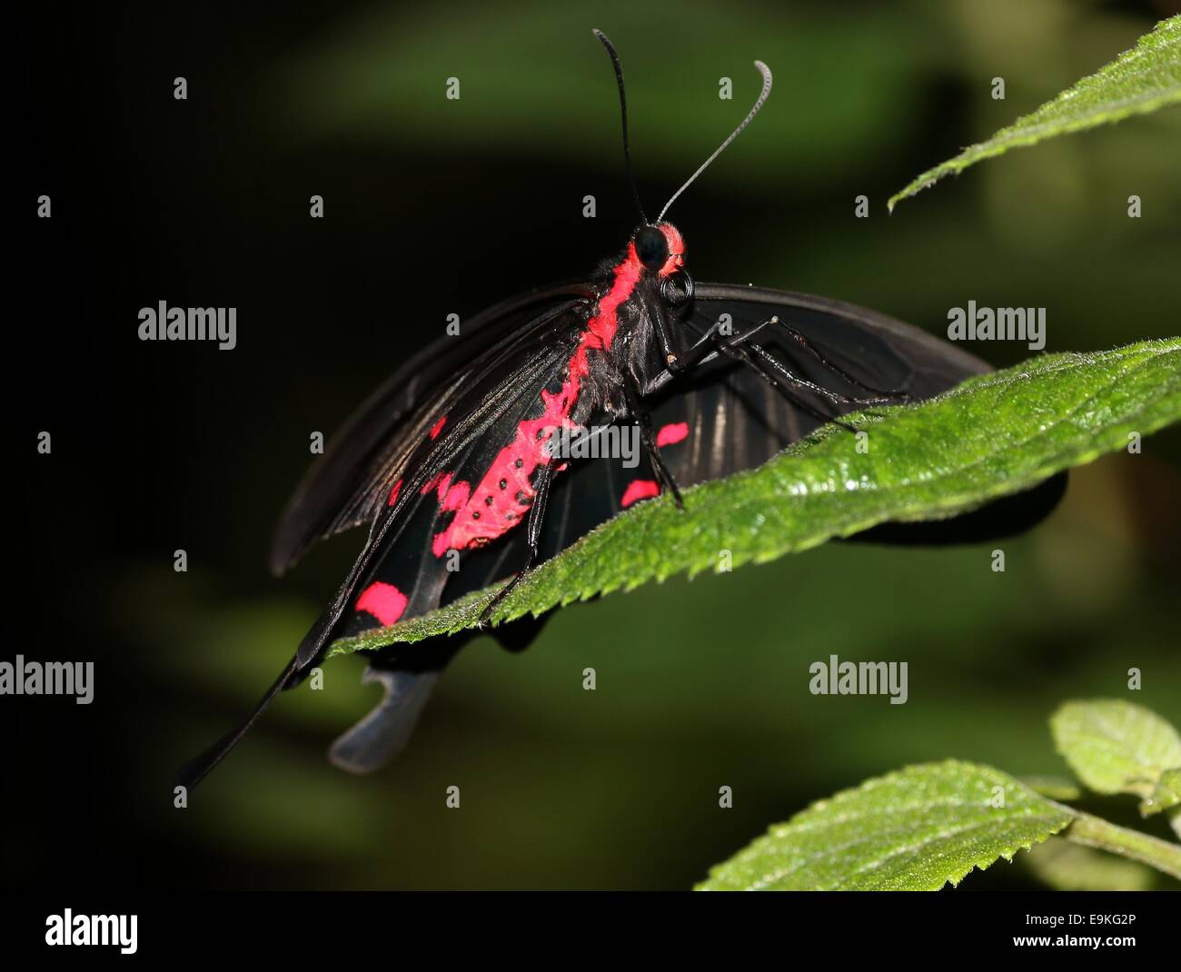 Pink Rose Swallowtail ( Pachliopta kotzebuea), native to the ...