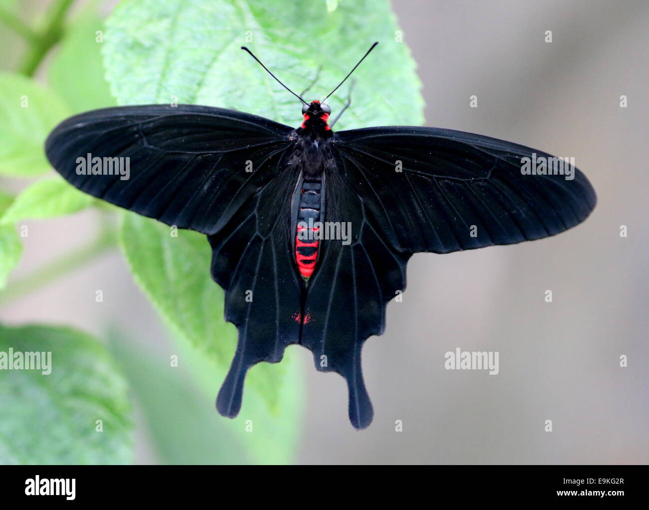 Pink Rose Swallowtail ( Pachliopta kotzebuea), native to the ...