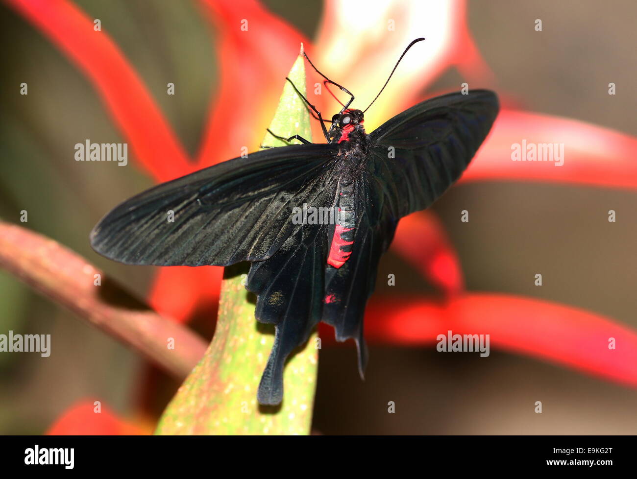 Pink Rose Swallowtail ( Pachliopta kotzebuea), native to the ...