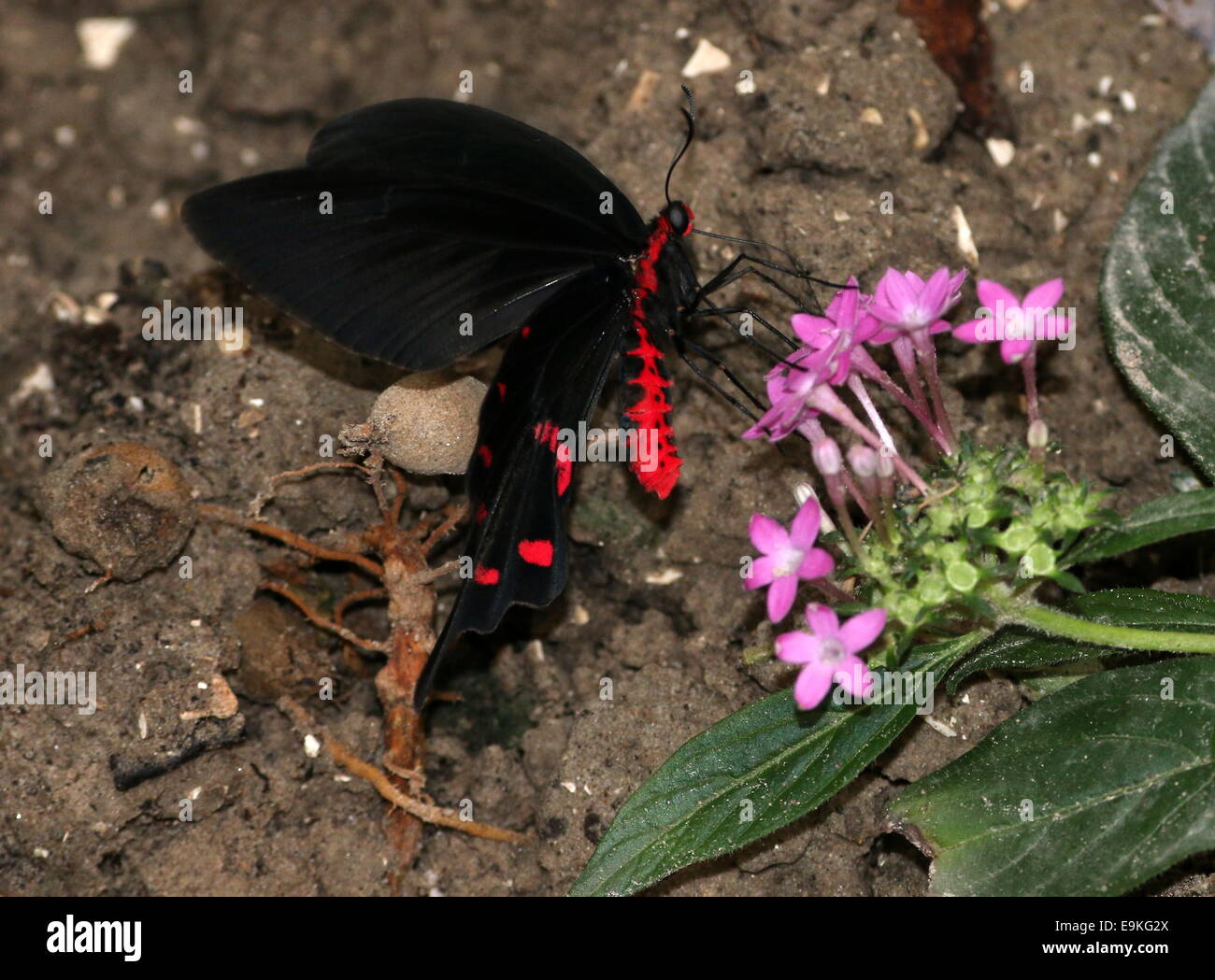 Pink Rose Swallowtail ( Pachliopta kotzebuea), feeding on a tropical ...