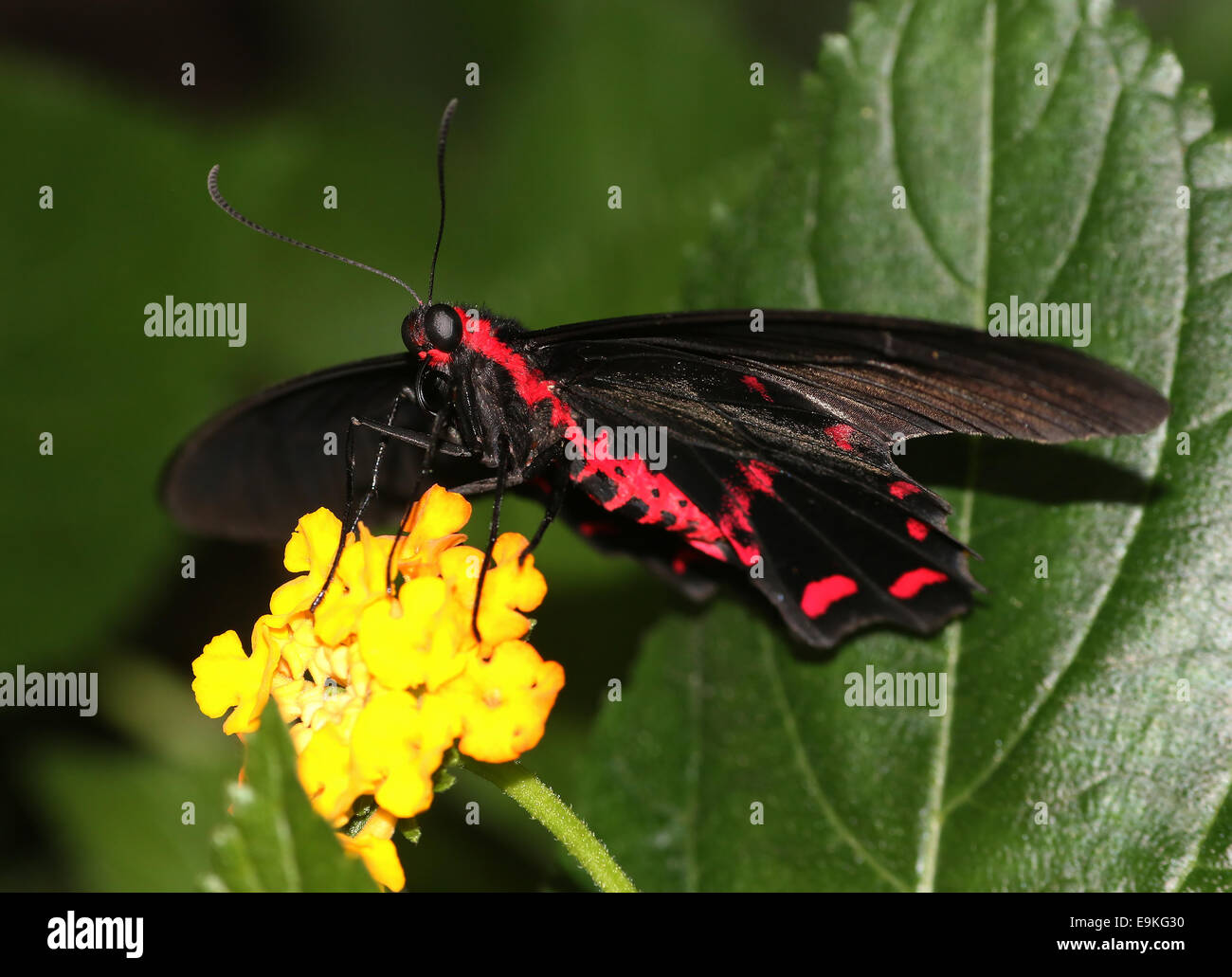 Pink Rose Swallowtail ( Pachliopta kotzebuea), native to the ...