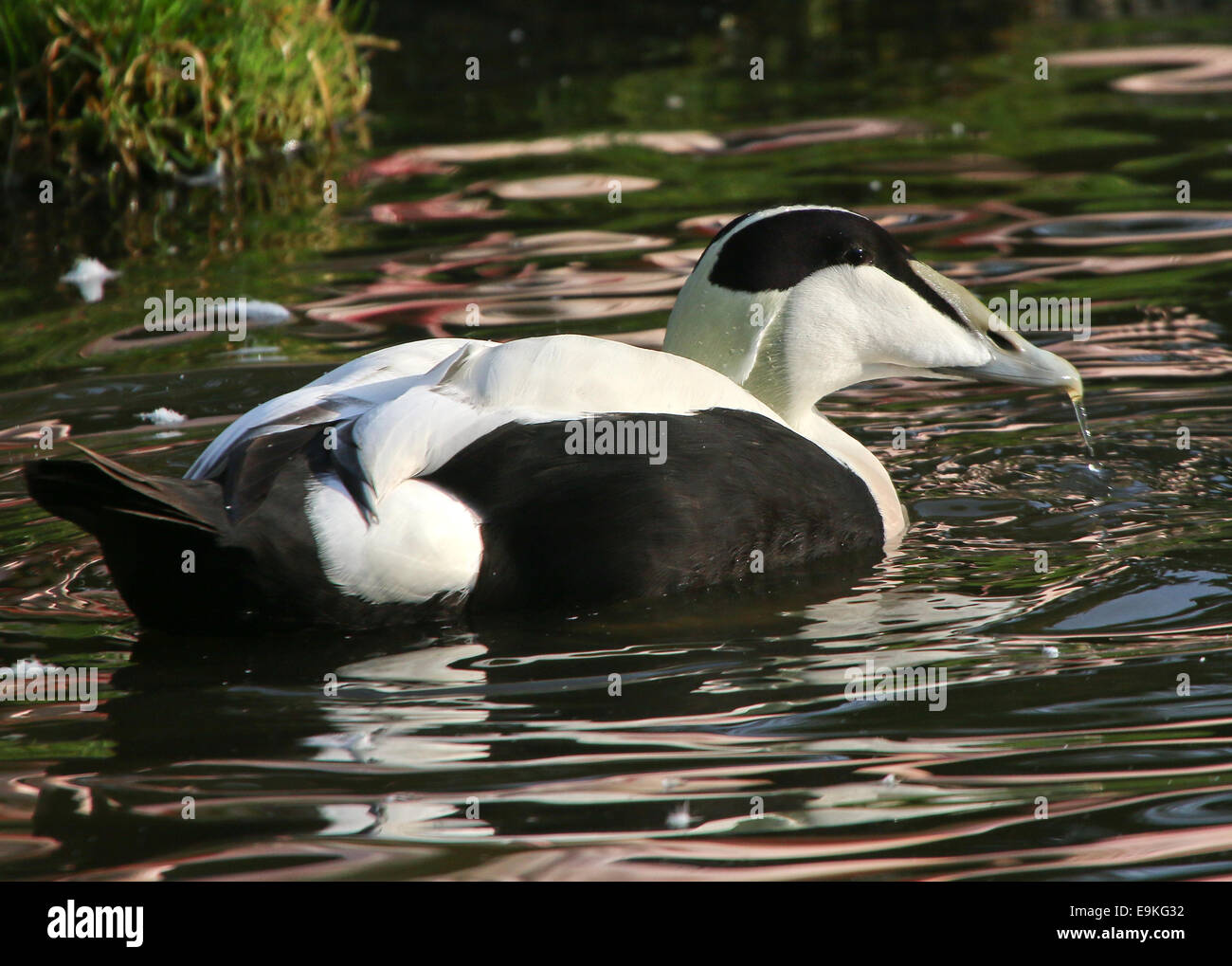 Male Common Eider duck (Somateria mollissima) swimming in a lake Stock ...