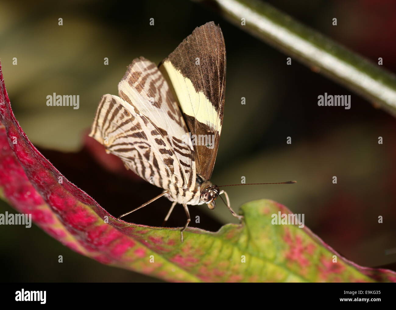 Zebra Mosaic Butterfly (Colobura dirce) a.k.a. Dirce Beauty Stock Photo ...