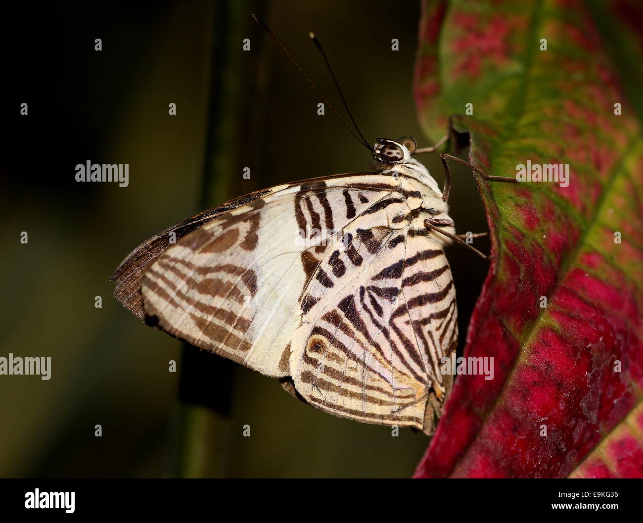 Zebra Mosaic Butterfly (Colobura dirce) a.k.a. Dirce Beauty Stock Photo ...