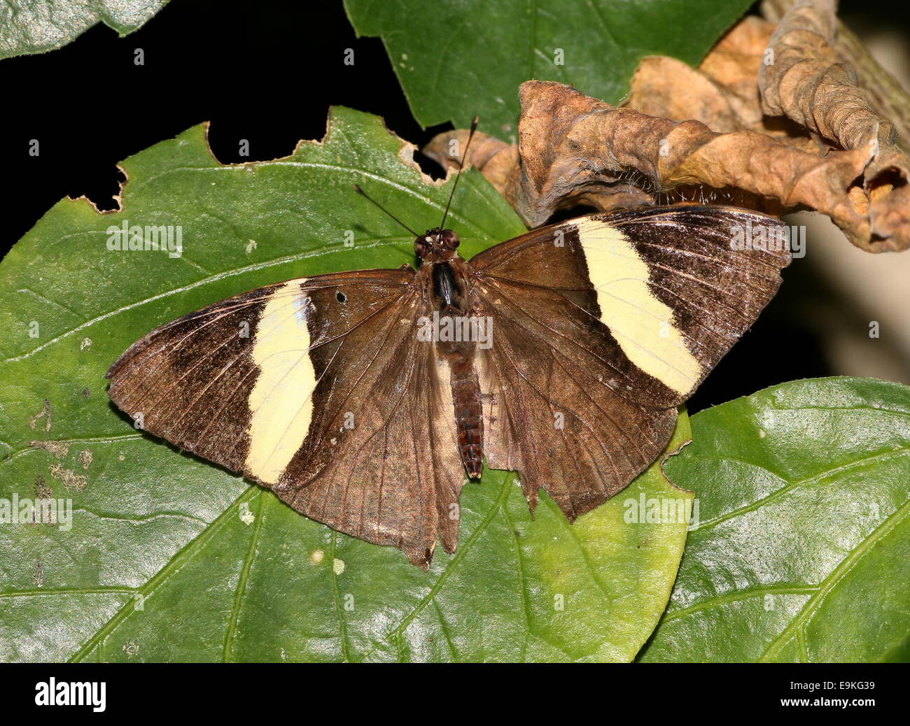 Zebra Mosaic Butterfly (Colobura dirce) a.k.a. Dirce Beauty, wings ...