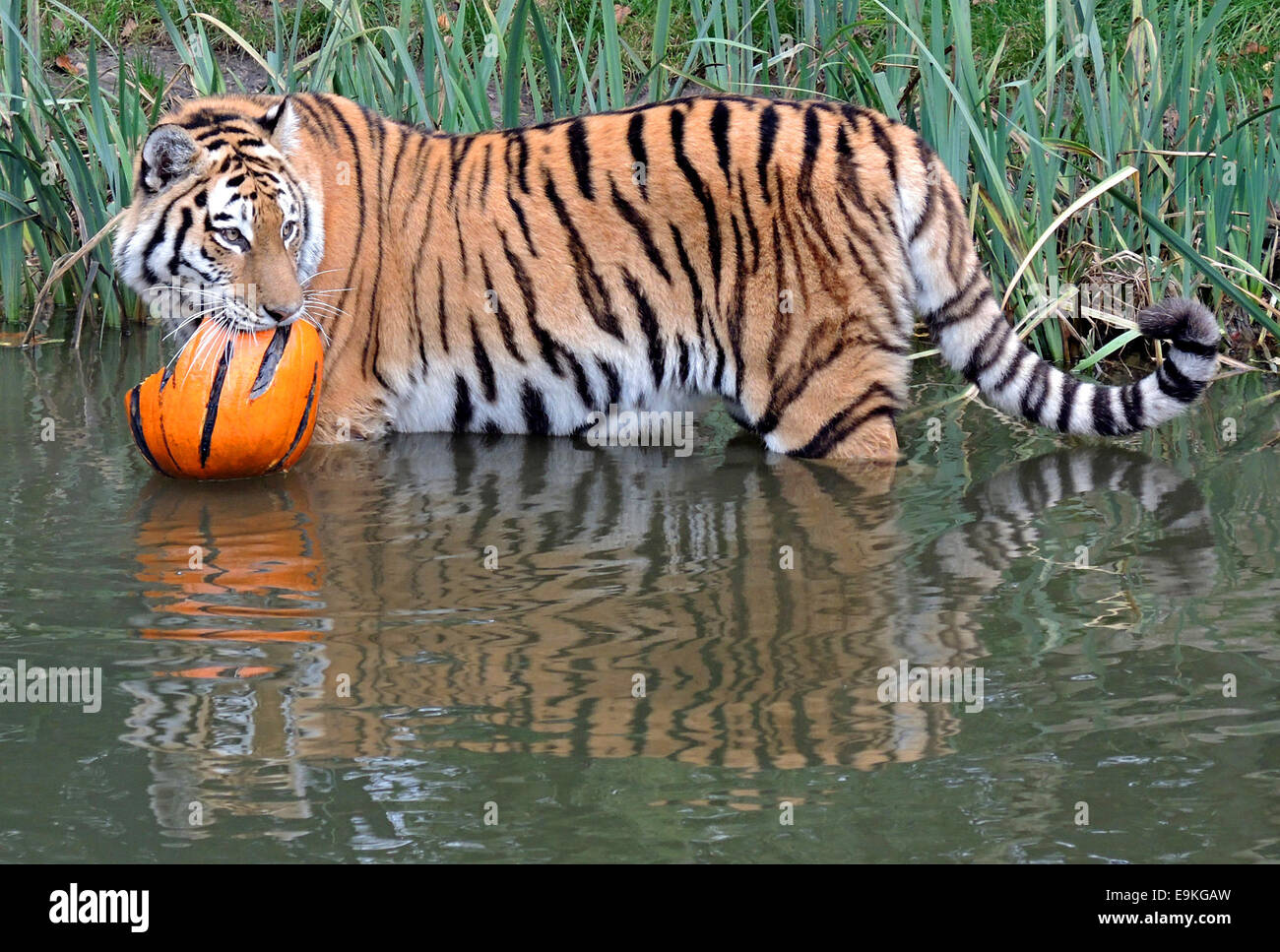 Hamburg, Germany. 29th Oct, 2014. Tiger Lailek sniffs a meat-filled ...