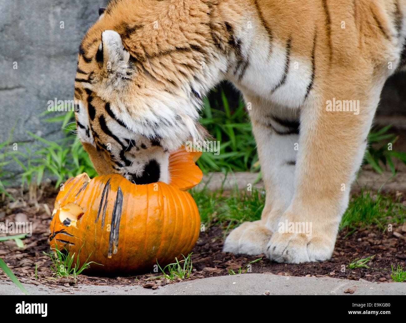 Hamburg, Germany. 29th Oct, 2014. Tiger Lailek sniffs a meat-filled ...