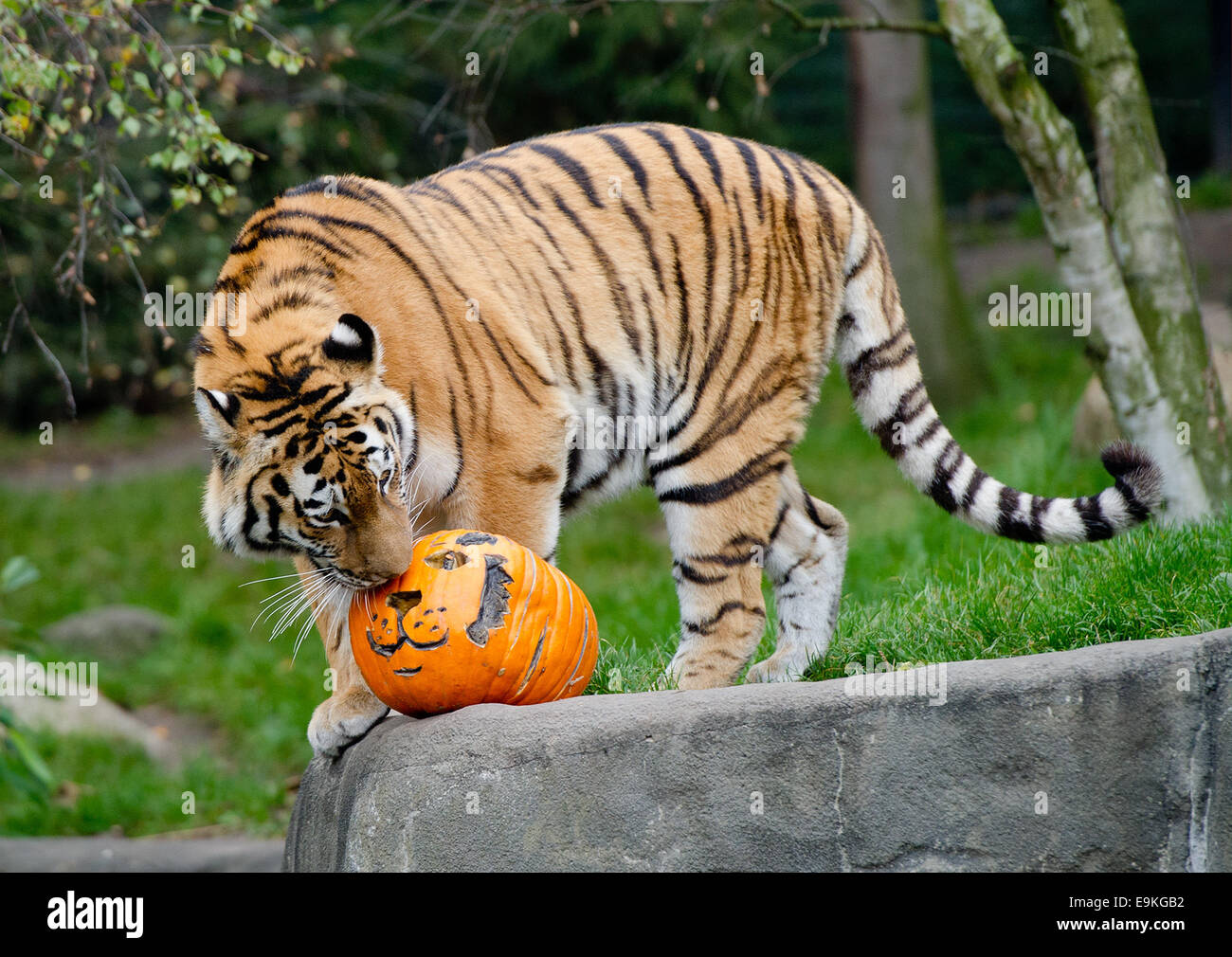 Hamburg, Germany. 29th Oct, 2014. Tiger Lailek sniffs a meat-filled ...