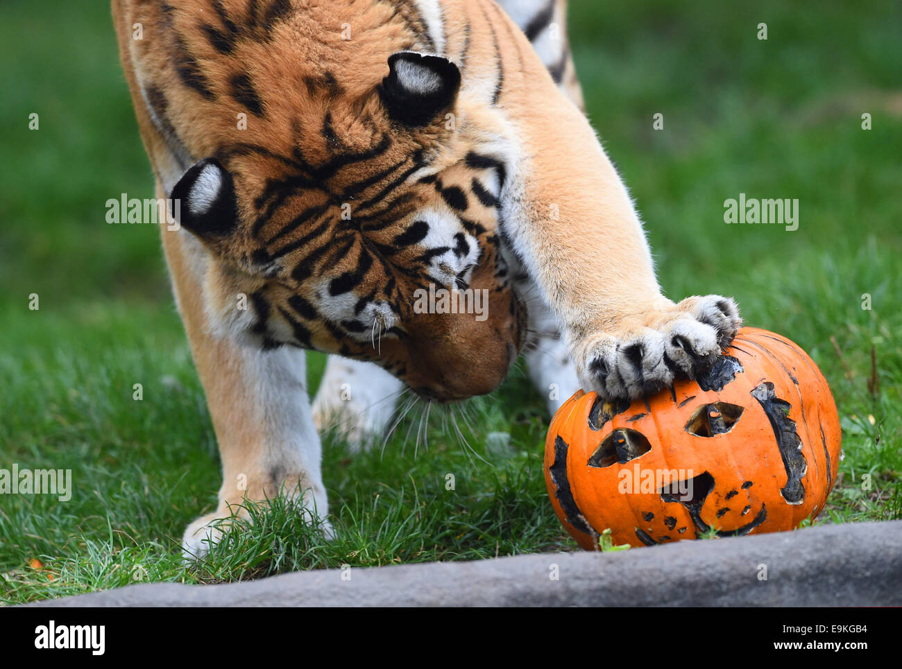 Daniel tiger hi-res stock photography and images - Alamy