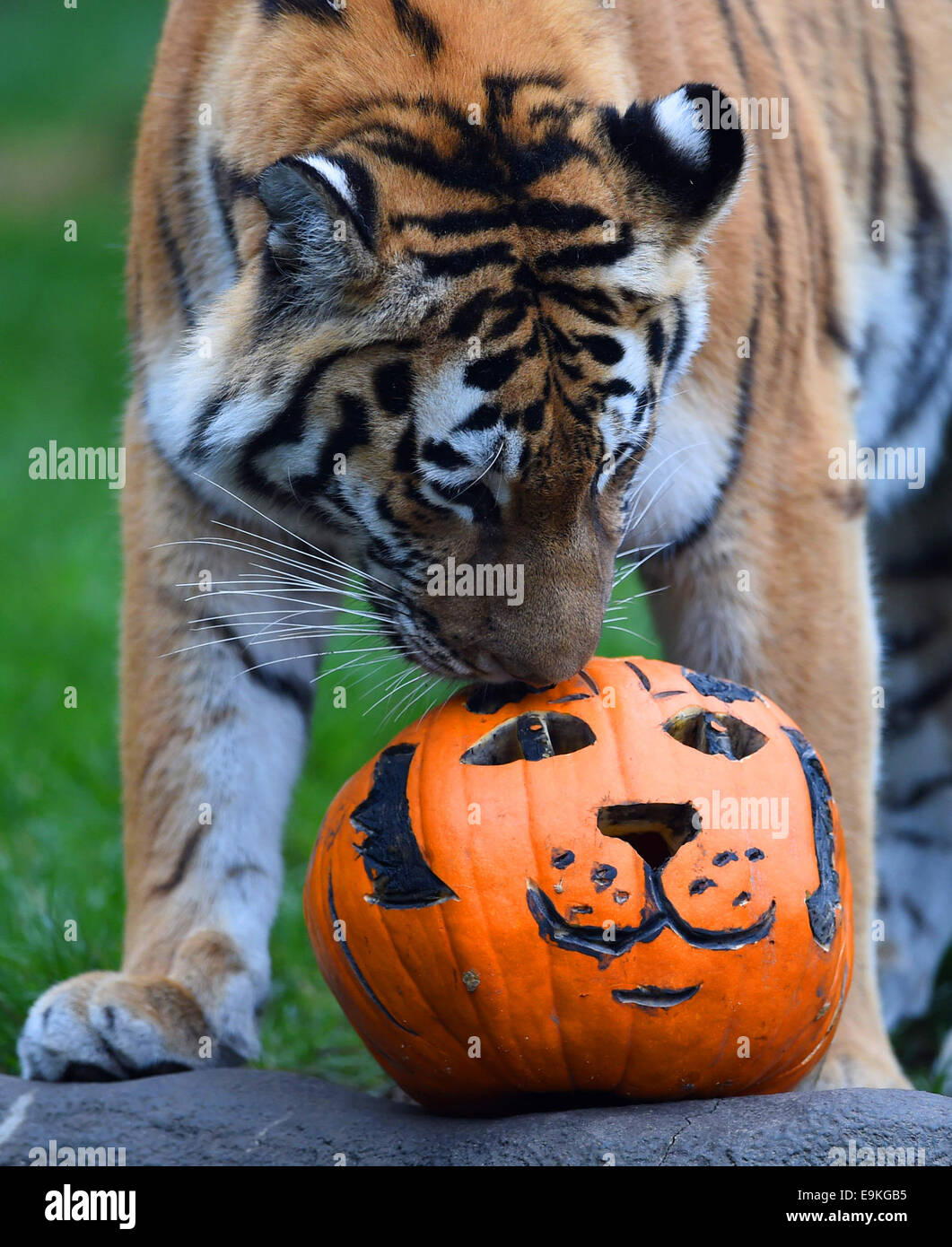 Hamburg, Germany. 29th Oct, 2014. Tiger Lailek sniffs a meat-filled ...