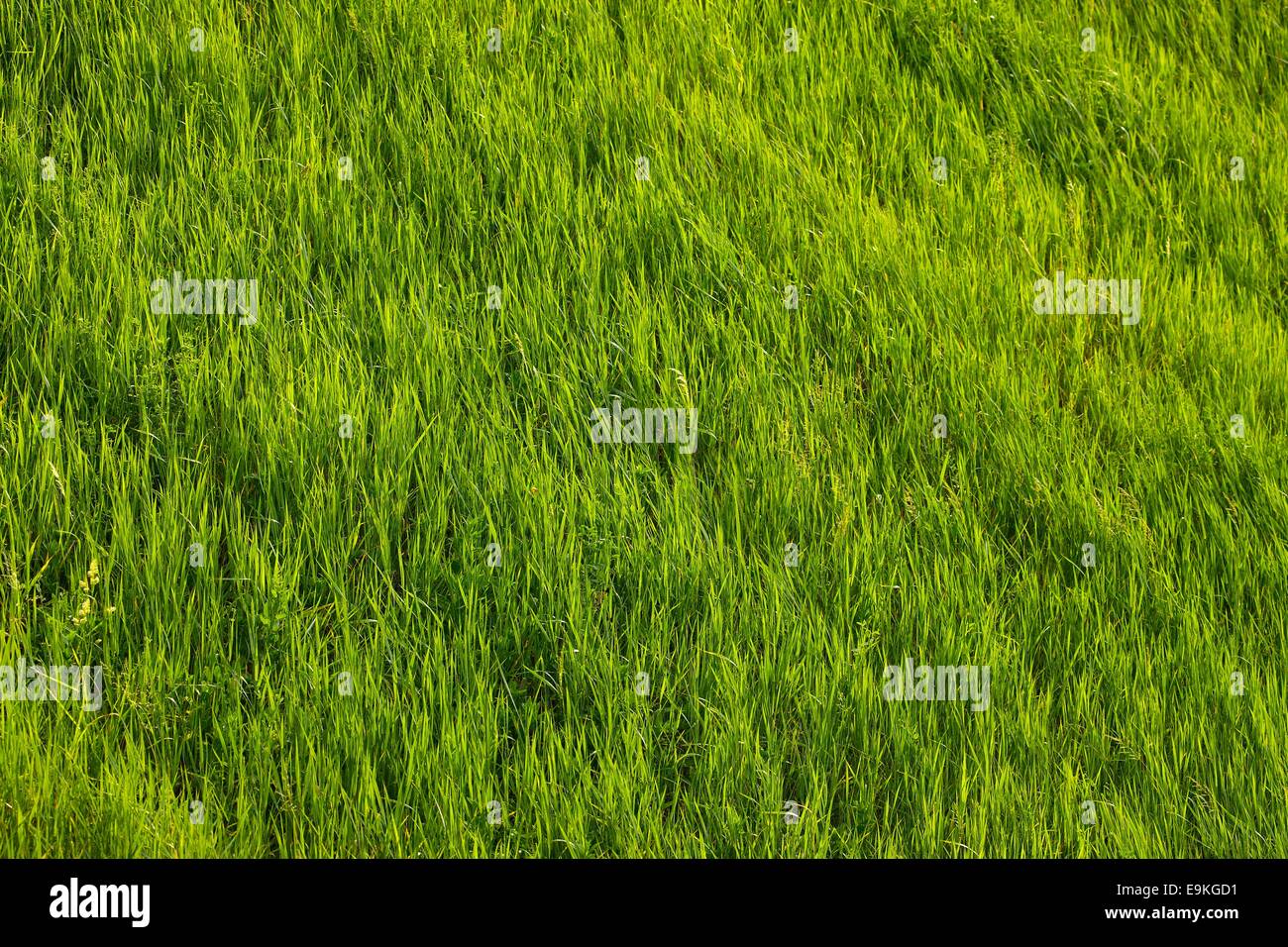 Deep green lawn hi-res stock photography and images - Alamy