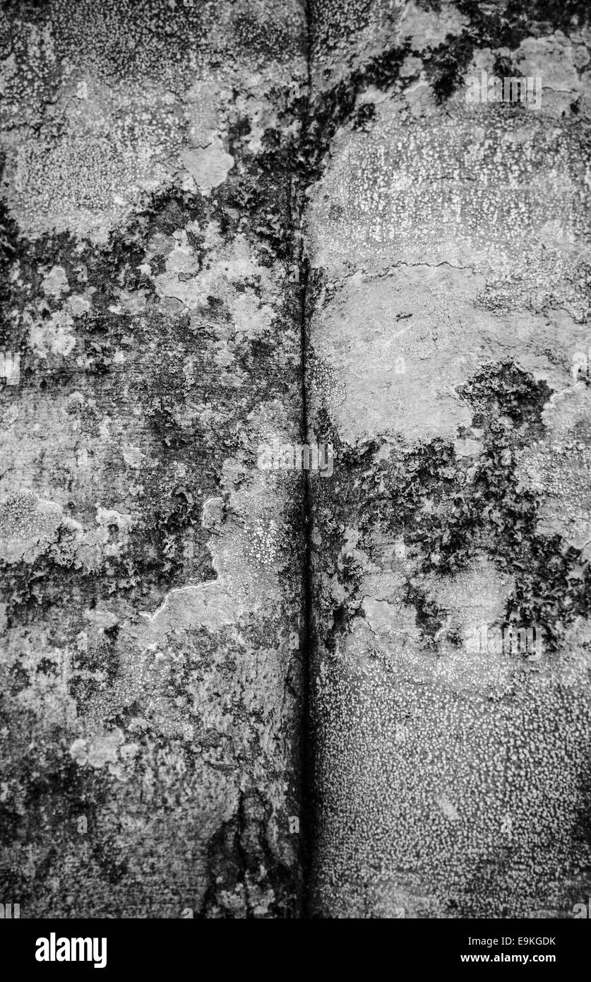 Detail trunks Black and White Stock Photos & Images - Alamy