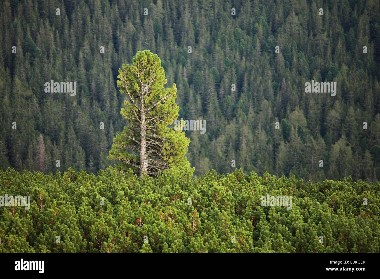Deep green tree hi-res stock photography and images - Alamy