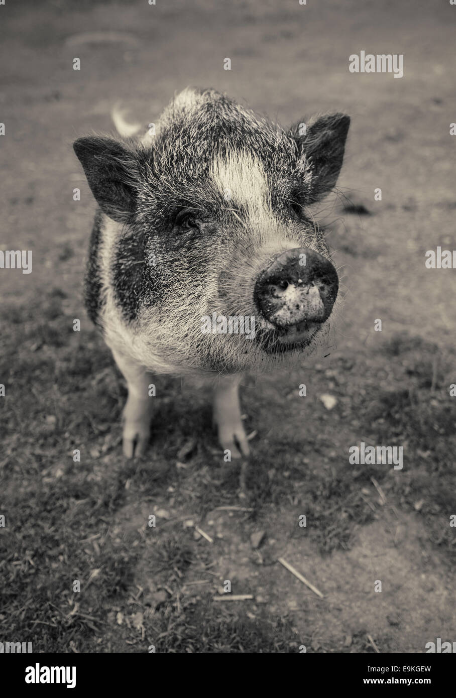 Portrait of pig at farm Stock Photo - Alamy