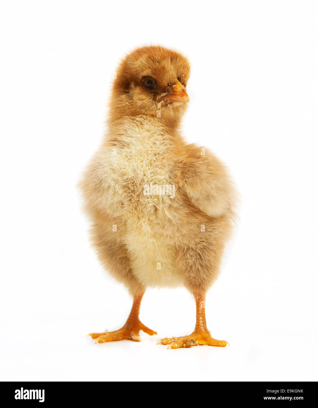a small young brown chickens of orpington in studio against a white ...