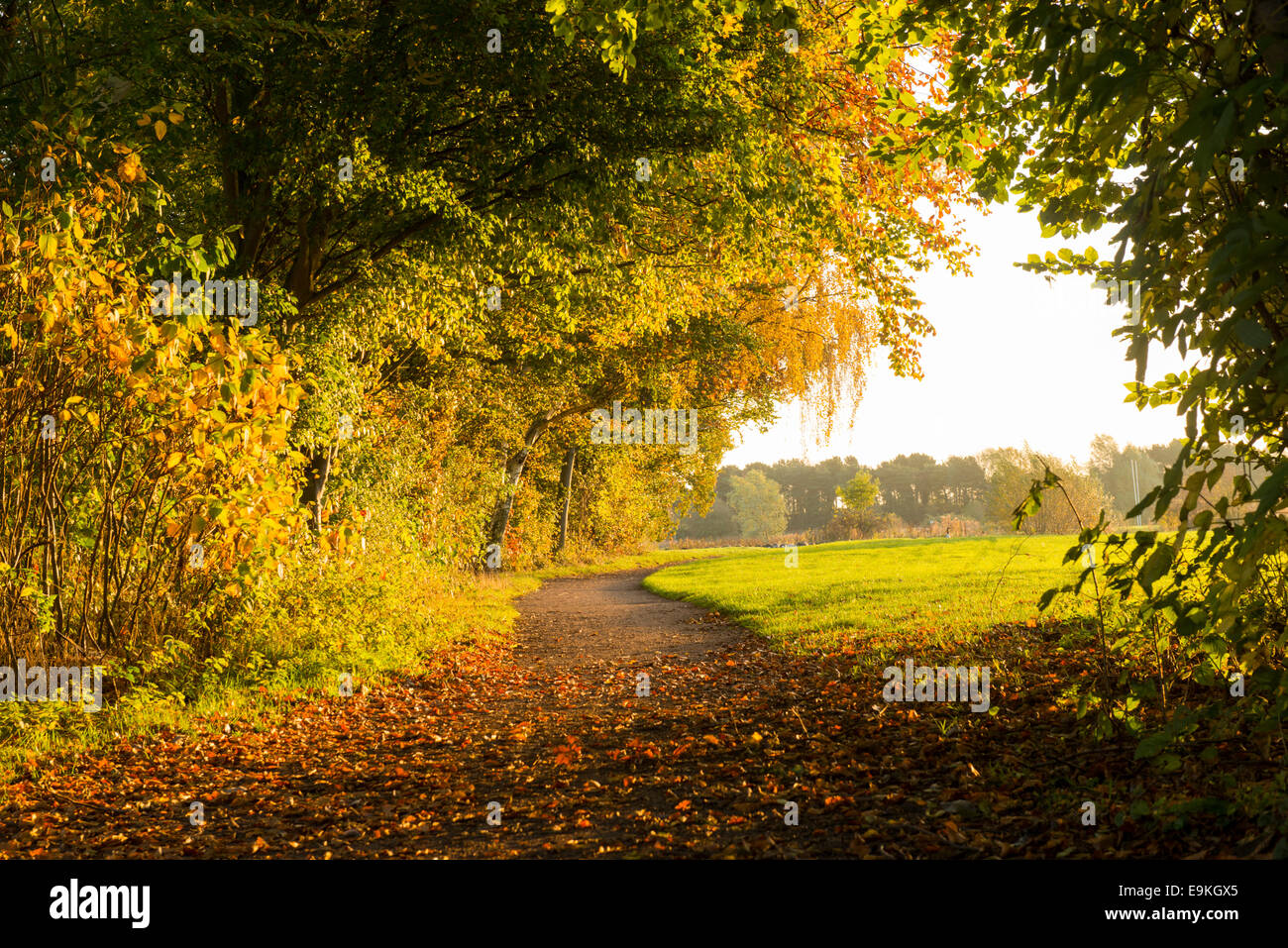 Autumn morning light at Colwick Park in Nottingham, Nottinghamshire ...
