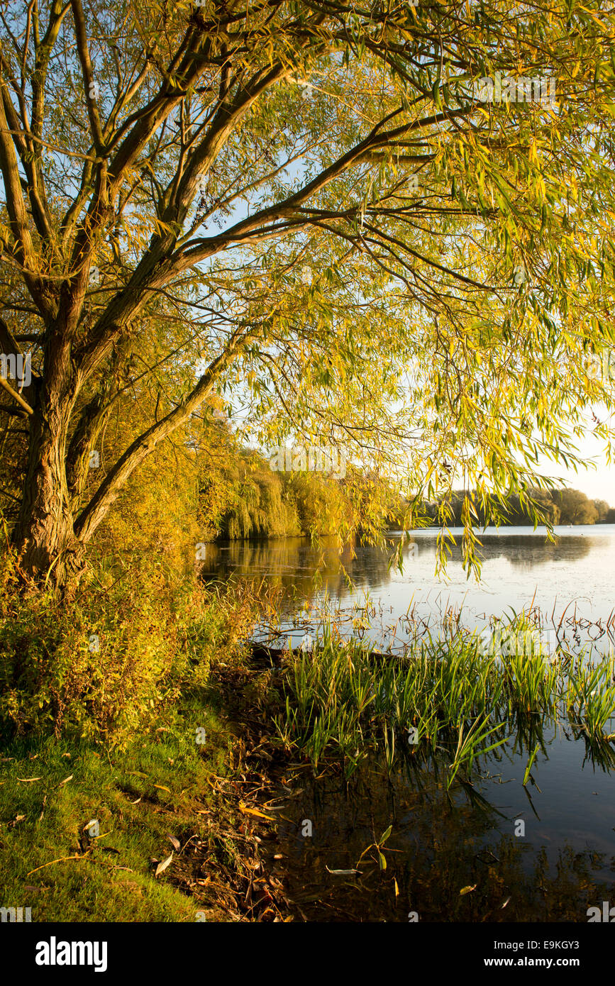 Autumn morning light at Colwick Park in Nottingham, Nottinghamshire ...