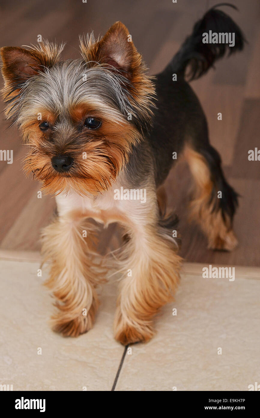 Portrait Puppy Yorkshire Terrier for Your Design Stock Photo - Alamy