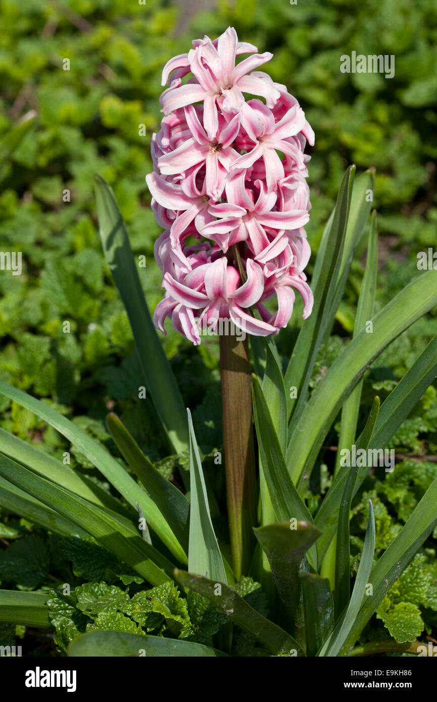 Hyacinth (Hyacinthus sp Stock Photo - Alamy