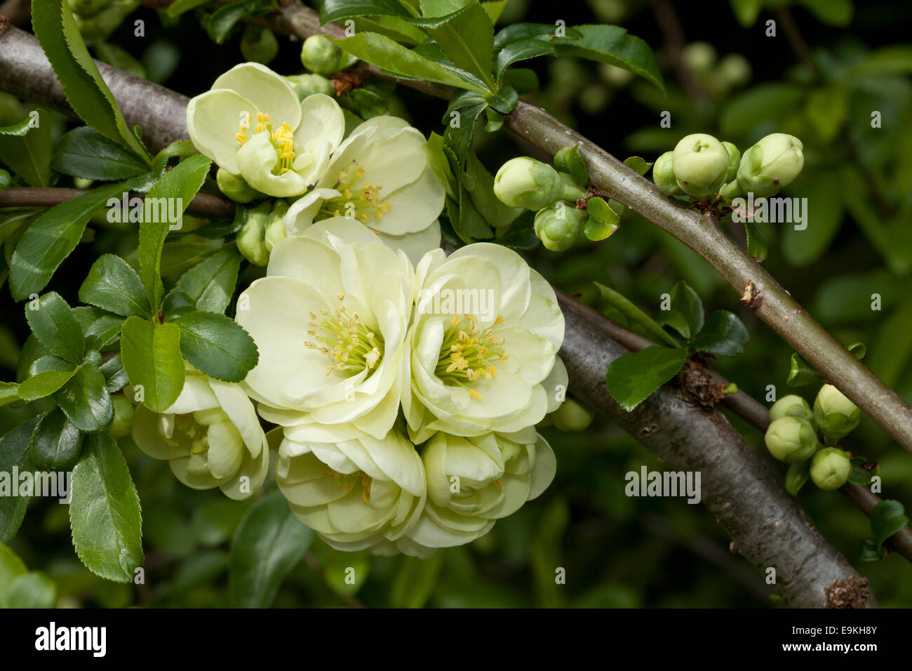 Flowering Quince (Chaenomeles x superba), flower Stock Photo - Alamy