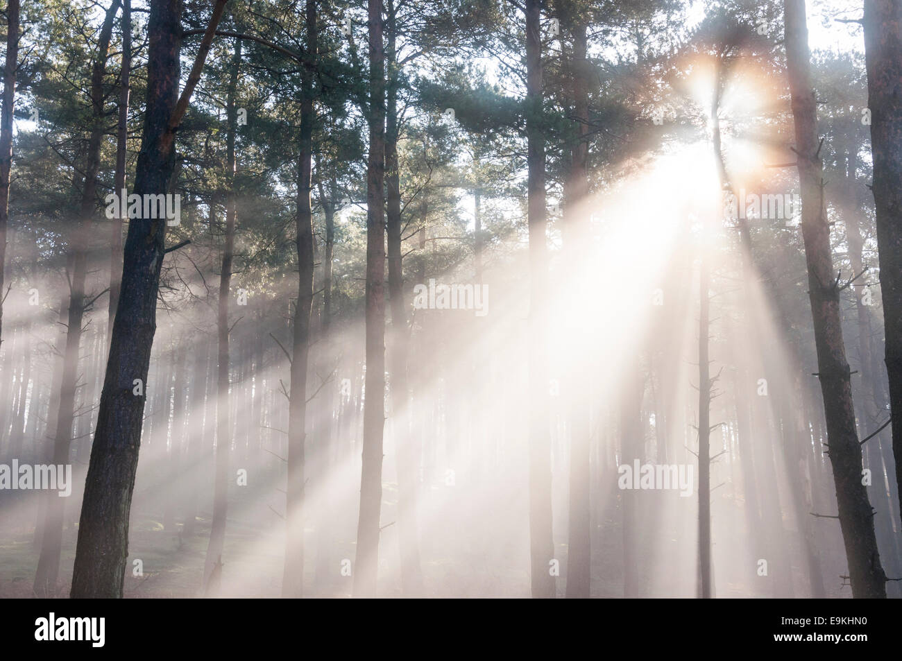 Mist and sun beams in a forest in the Peak District on a beautiful late ...