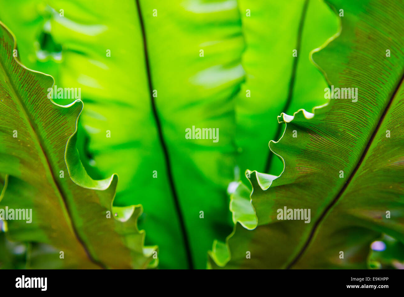 Green color environmental conservation hi-res stock photography and ...