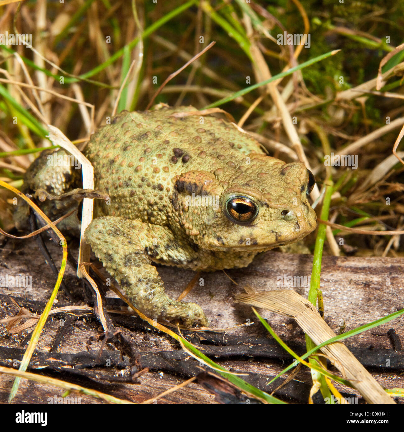 common toad, European toad Stock Photo - Alamy
