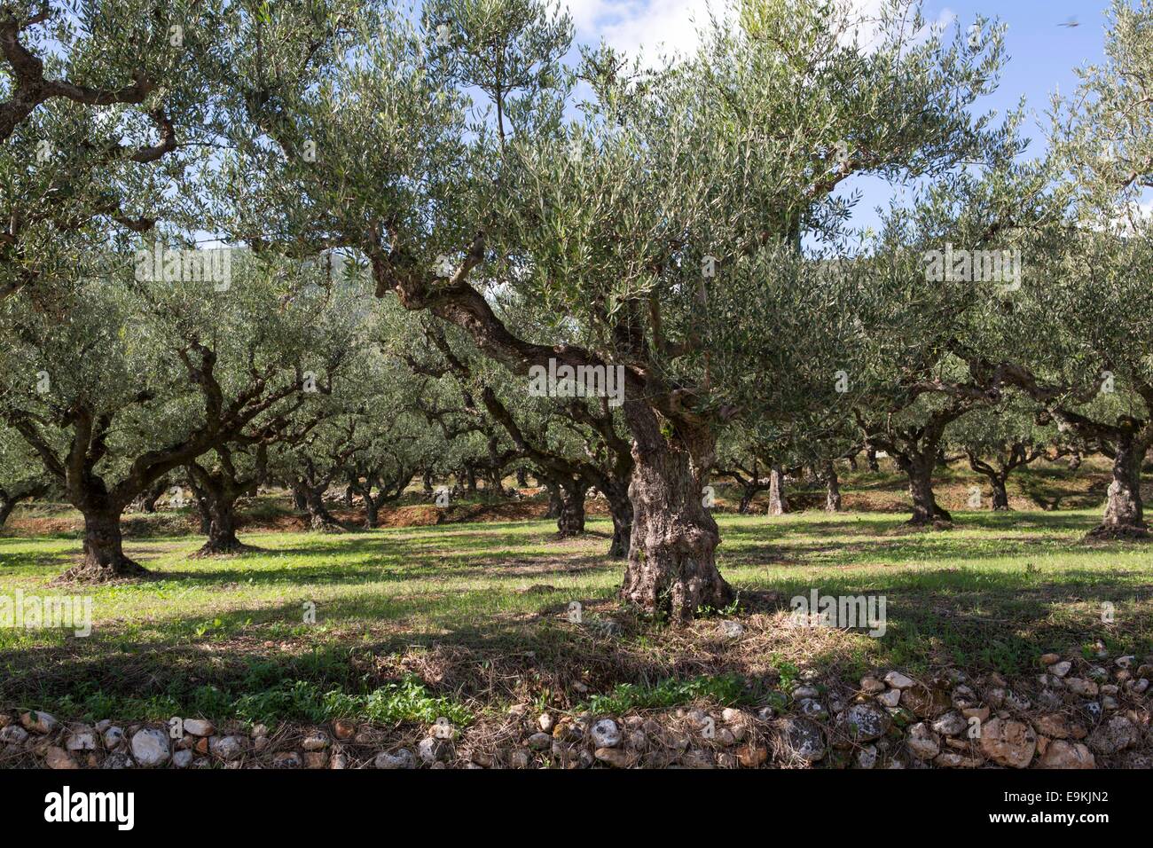 Olive trees greece hi-res stock photography and images - Alamy