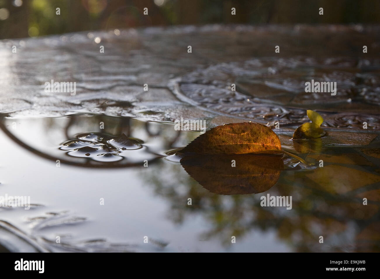 Wet Tree Uk Garden High Resolution Stock Photography and Images - Alamy