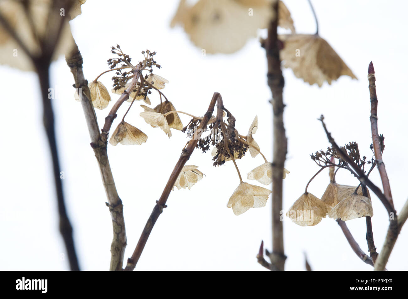 Drooping hydrangea hi-res stock photography and images - Alamy
