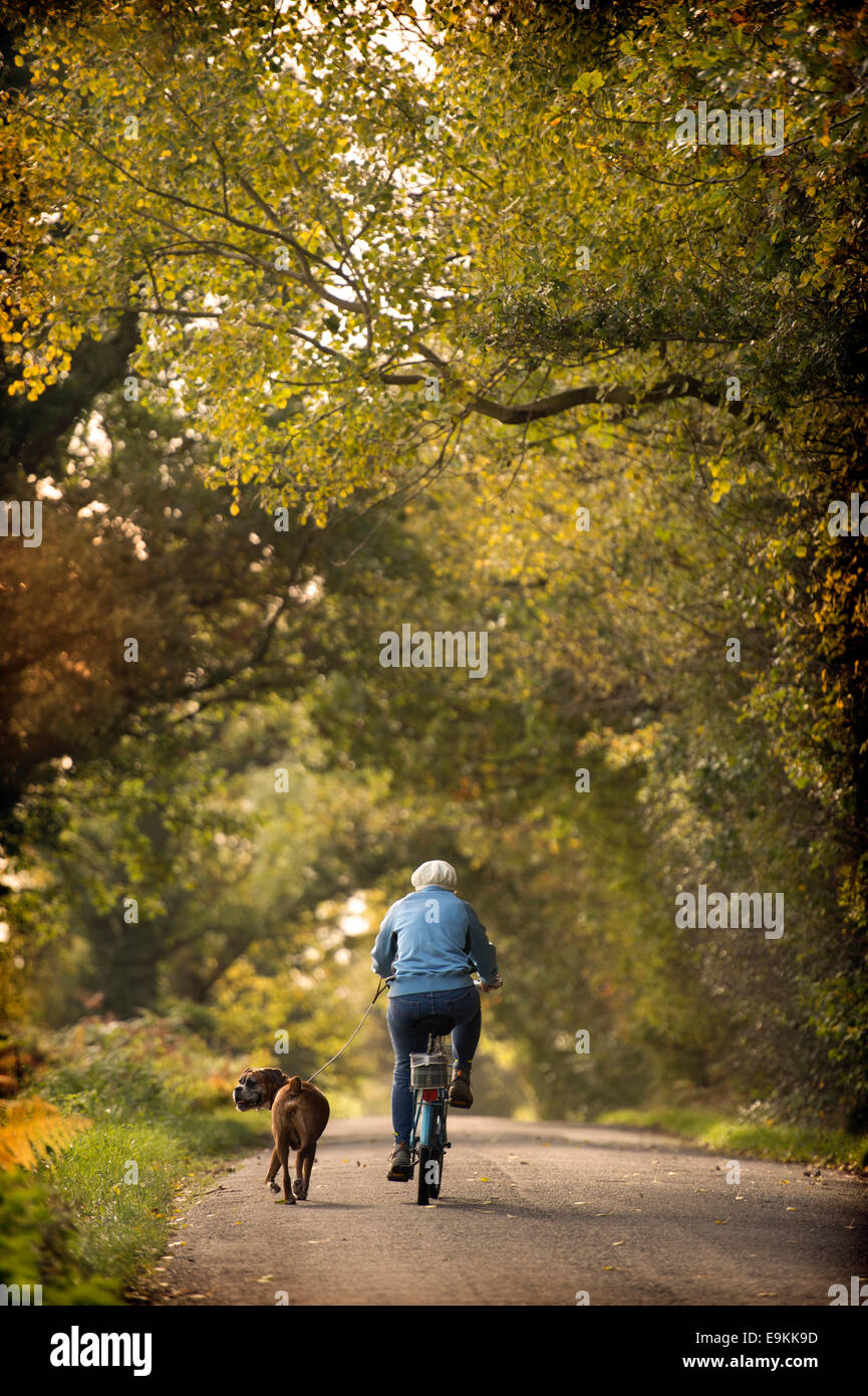 Retired boxer hi-res stock photography and images - Alamy