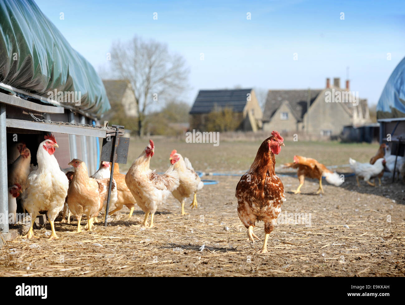 Free range chickens moving in and out of portable barns on a poultry ...