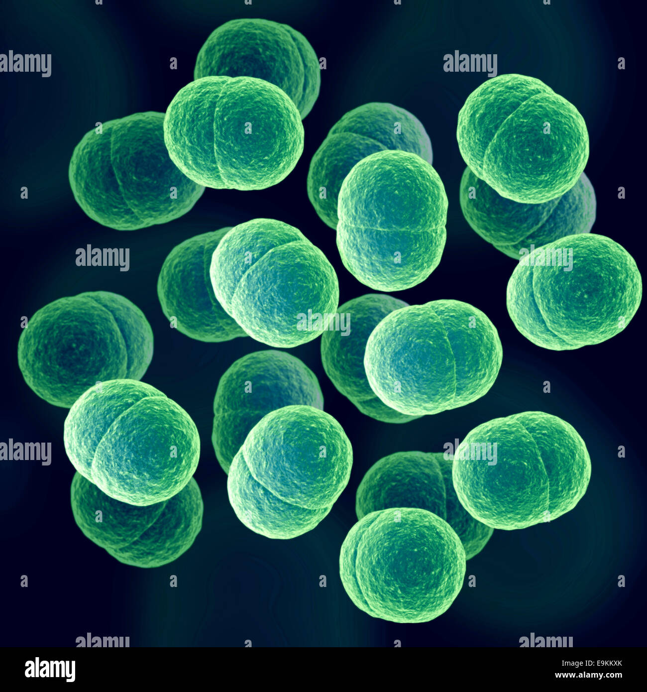 Staphylococcus cells hi-res stock photography and images - Alamy