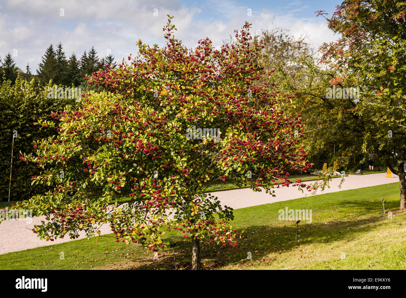 Crataegus persimilis Prunifolia, hawthorn tree in the autumn or fall ...