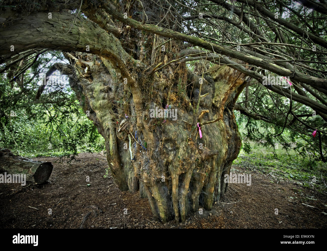 The Ankerwycke Yew. Ancient yew tree close to the ruins of 12th century ...